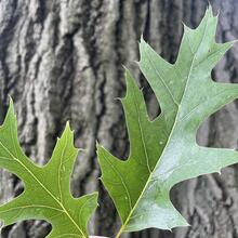 Plant Communities | CMP Tree Selection Tool